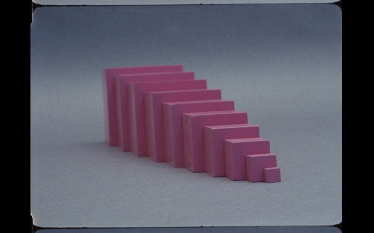 Tree Identification for Beginners - Centro de Arte Moderna