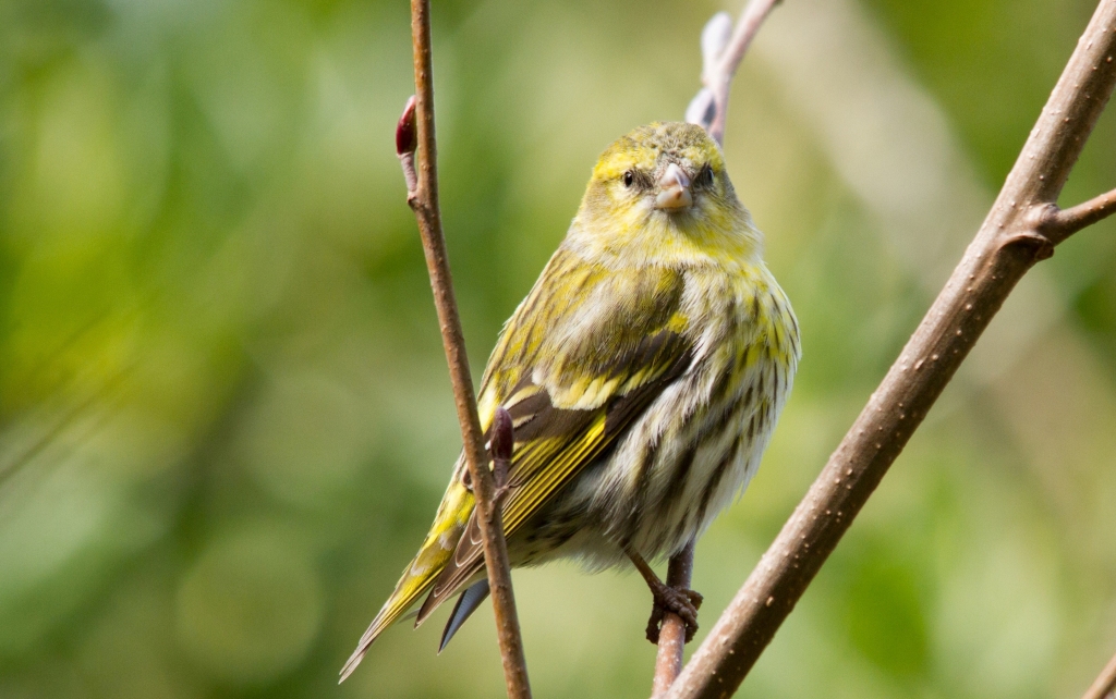 Lugre – Avifauna – Jardim Gulbenkian