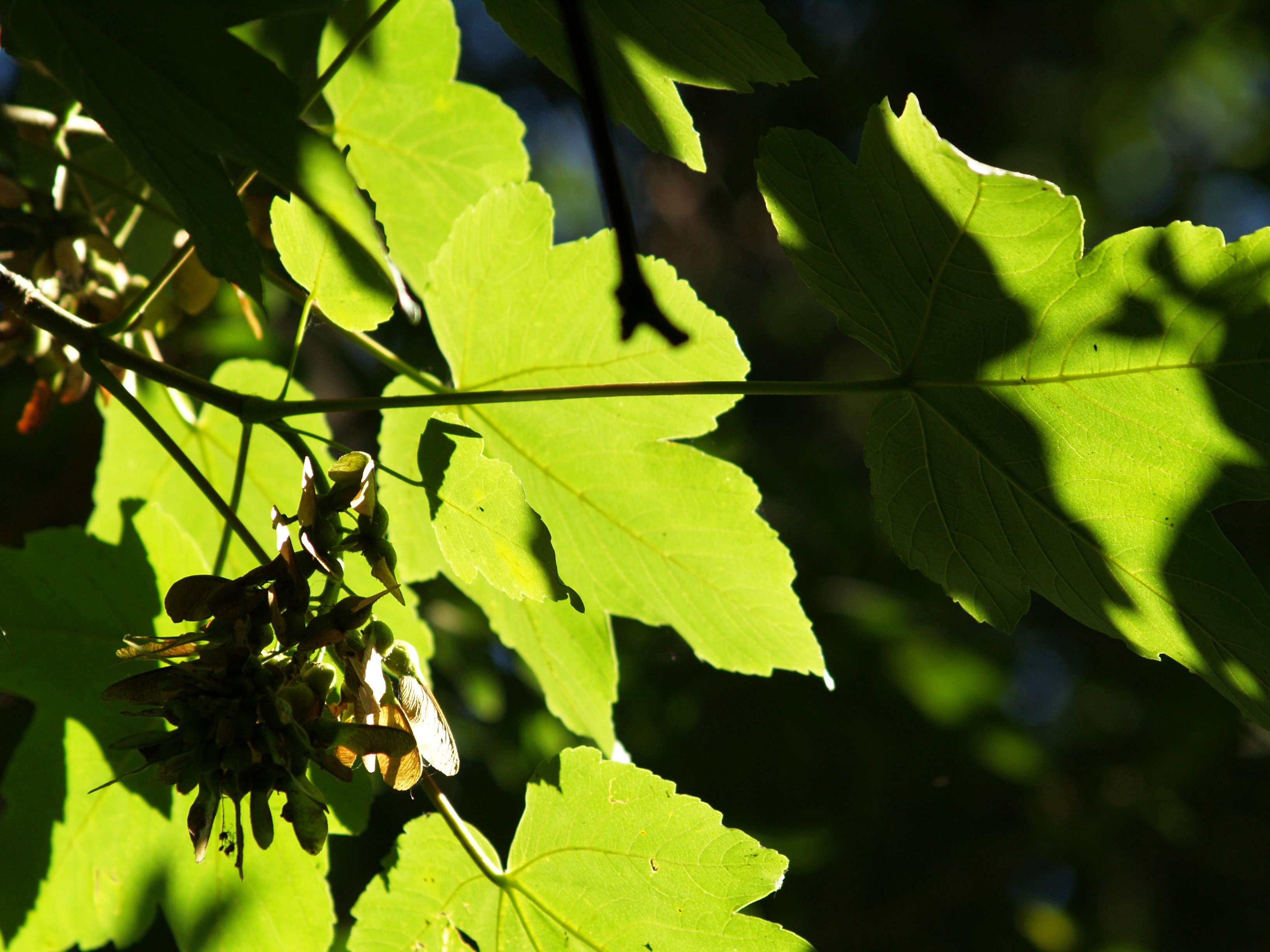 Sicómoro – Flora – Jardim Gulbenkian