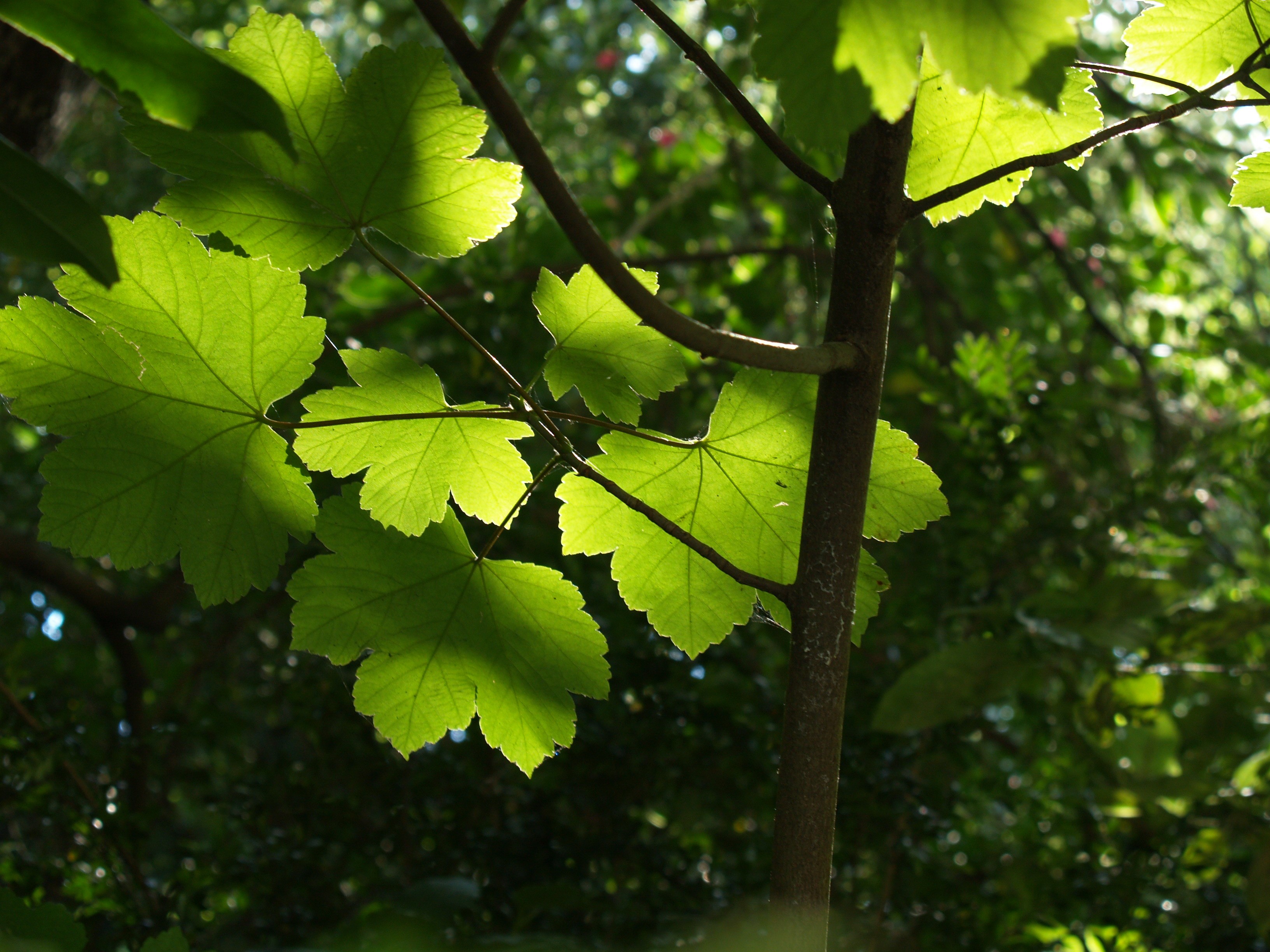 Sicómoro – Flora – Jardim Gulbenkian