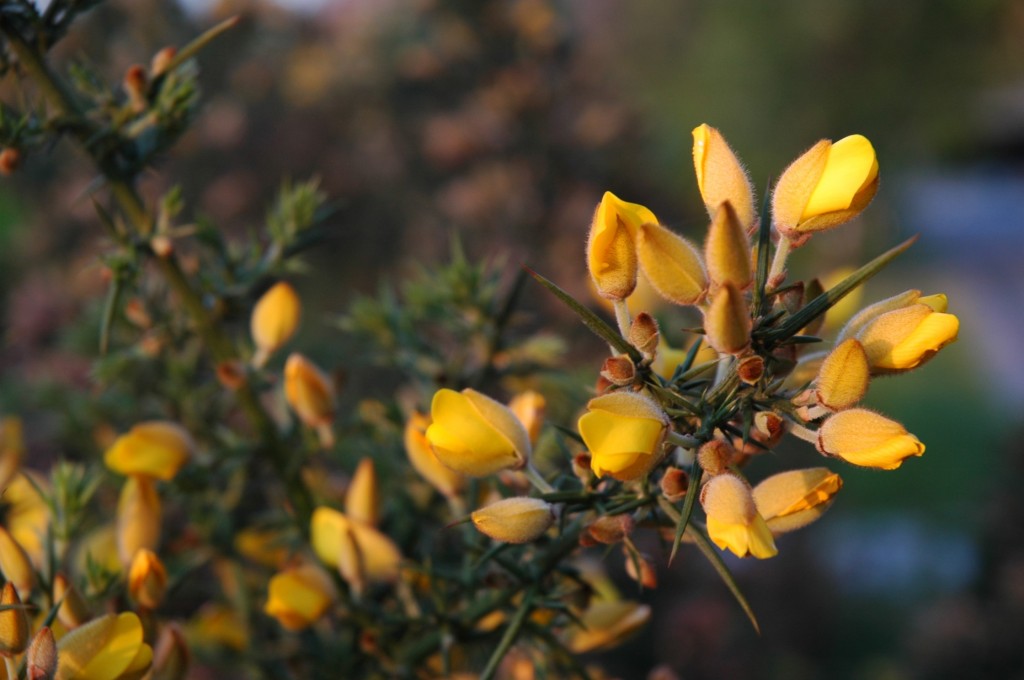 Tojo – Flora – Jardim Gulbenkian