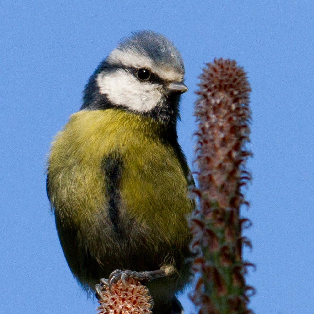 Chapim-azul – Avifauna – Jardim Gulbenkian