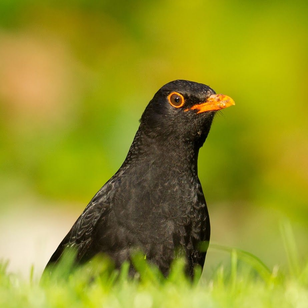 Melro-preto – Avifauna – Jardim Gulbenkian
