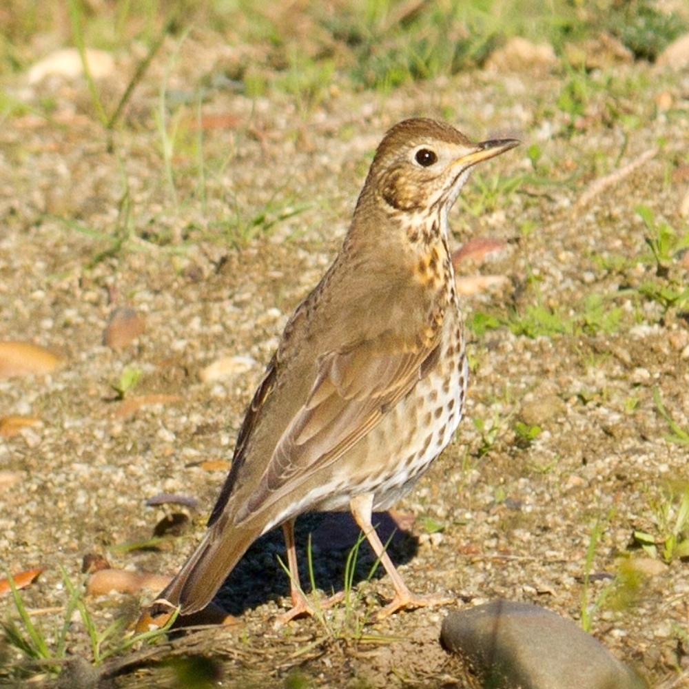 Tordo-comum – Avifauna – Jardim Gulbenkian
