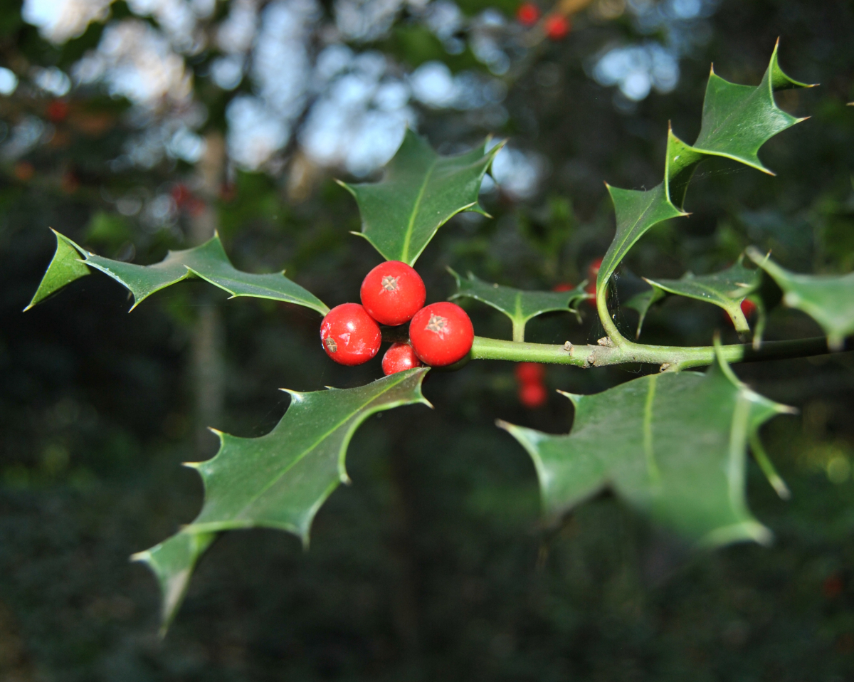 Azevinho – Flora – Jardim Gulbenkian