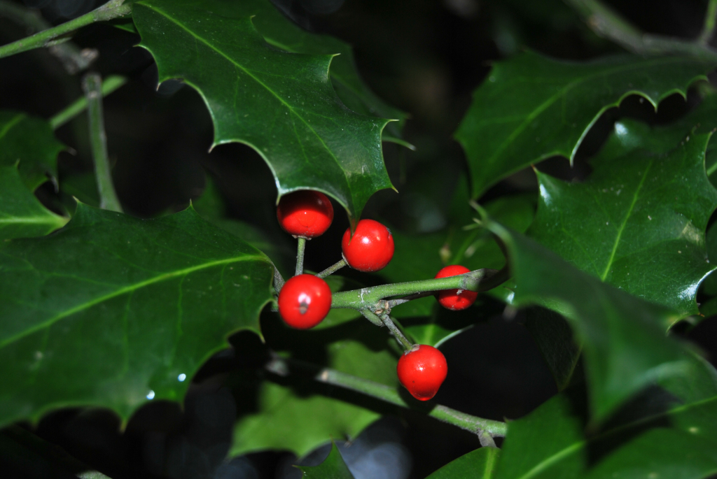Azevinho – Flora – Jardim Gulbenkian
