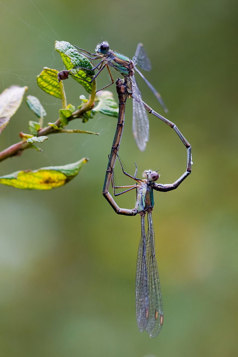 Como é que libélulas e libelinhas crescem e começam a voar? – Jardim ...