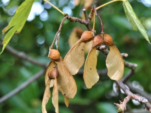 Porque é que algumas árvores têm bugalhos? – Jardim Gulbenkian
