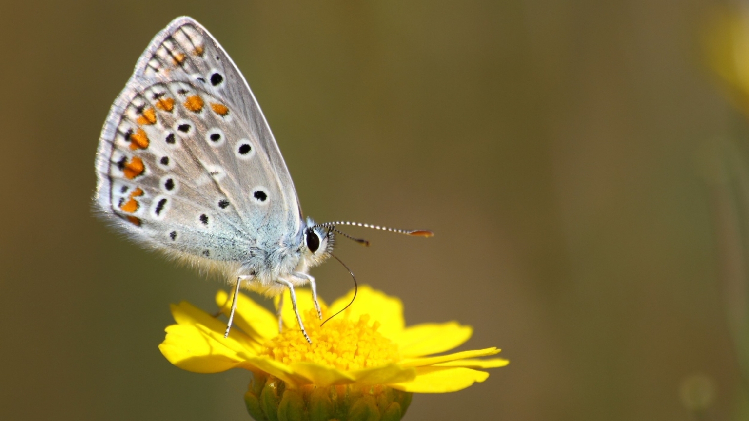 Como criar jardins para as borboletas – Jardim Gulbenkian