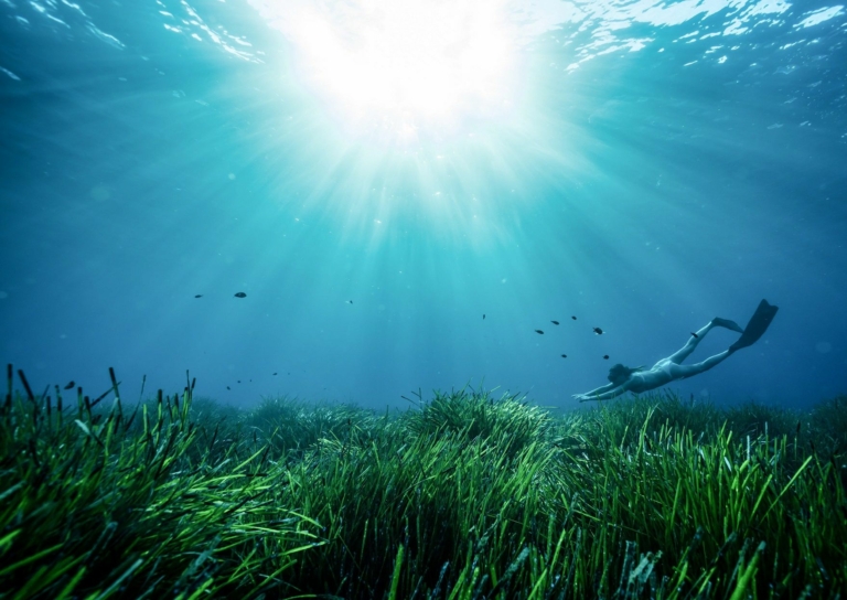 Conference report: Blue carbon at the heart of a healthy climate ...