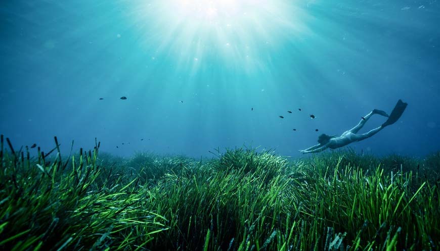 Conference report: Blue carbon at the heart of a healthy climate ...