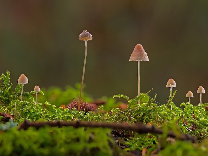 How do mushrooms reproduce? – Fundação Calouste Gulbenkian