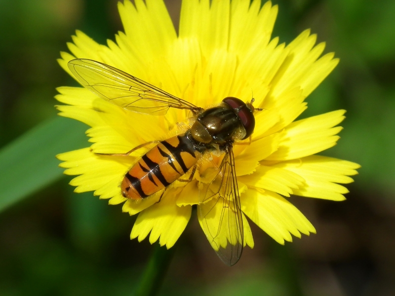 Why are flies so much faster than humans? – Fundação Calouste Gulbenkian
