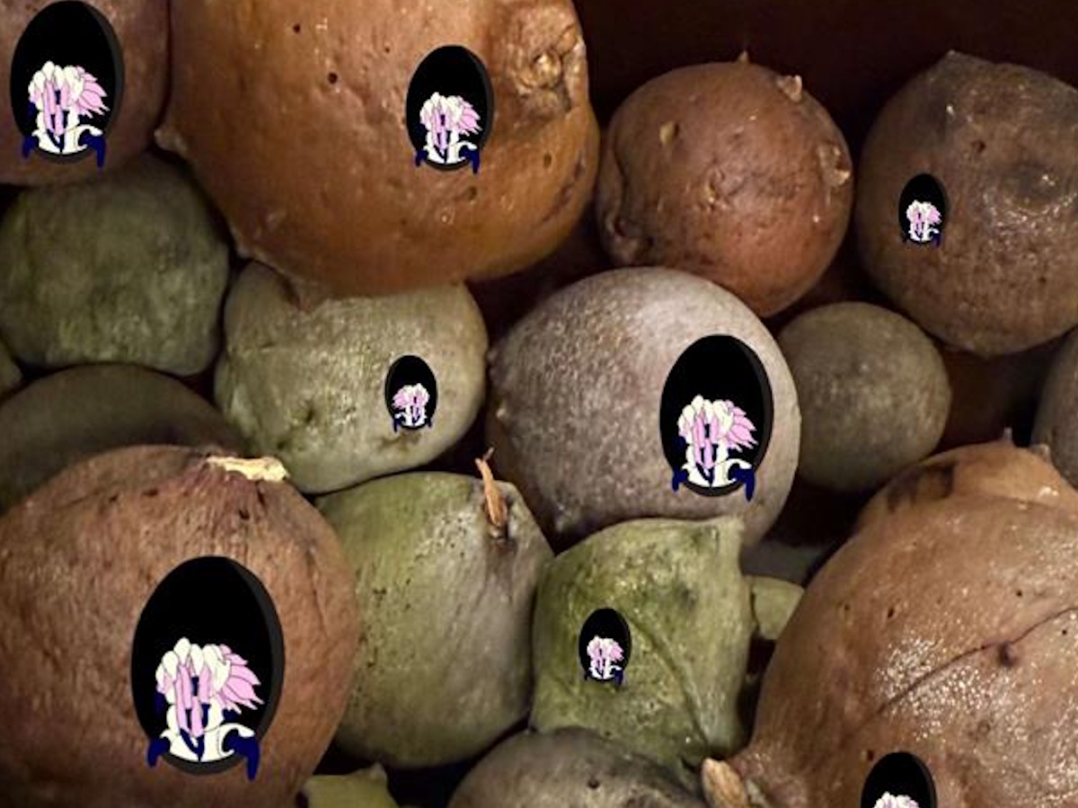 Gall Ball! – Fundação Calouste Gulbenkian