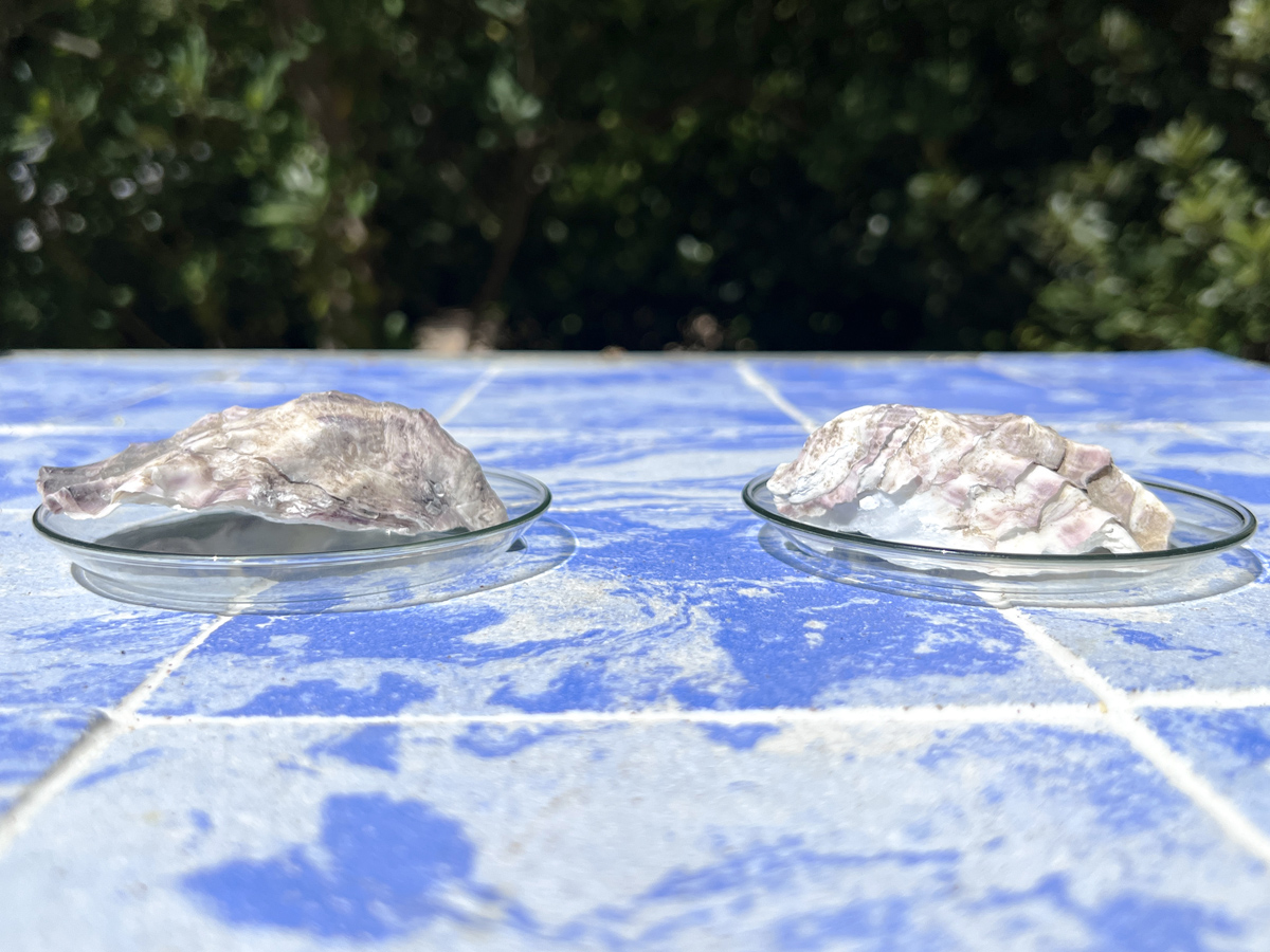 Oyster Alchemy, by Fahrenheit 180º and Joana Duarte – Fundação Calouste ...